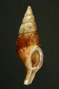 Marine snails | The Conchological Society of Great Britain and Ireland